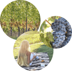 Home - Select Wines Merchants