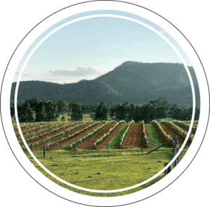 Home - Select Wines Merchants